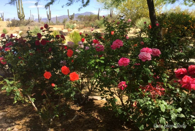 ROSES IN THE DESERT-HASSLE FREE ROSE GARDENING - HD SOUTH - Home Of The ...